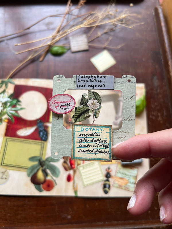 'Herbarium Specimen' Rubber Stamp by Mic Moc (植物標本) from micmoc.com