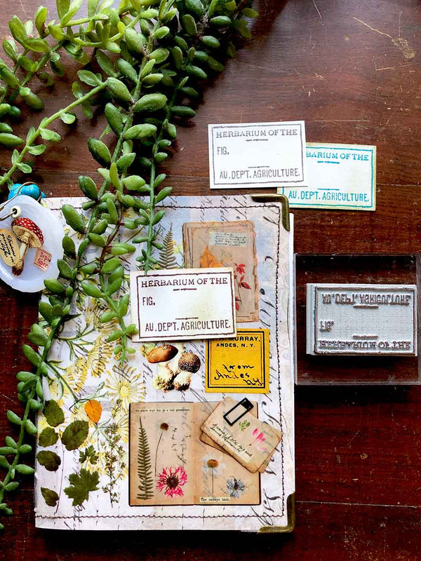 'Herbarium Specimen' Rubber Stamp by Mic Moc (植物標本) from micmoc.com