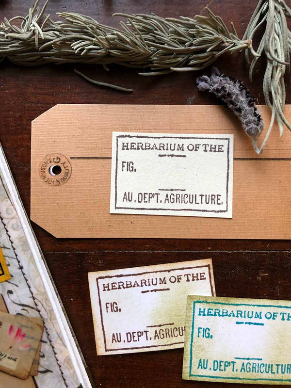 'Herbarium Specimen' Rubber Stamp by Mic Moc (植物標本) from micmoc.com