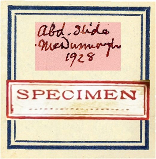 'Curator Specimen Label' Rubber Stamp twin set by Mic Moc (標本記録) from ...